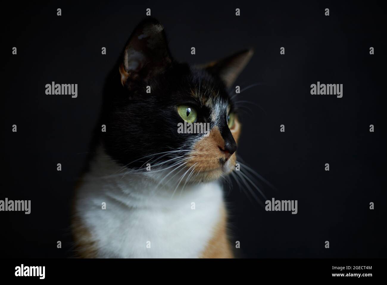 Tortoise shell cat hi-res stock photography and images - Alamy