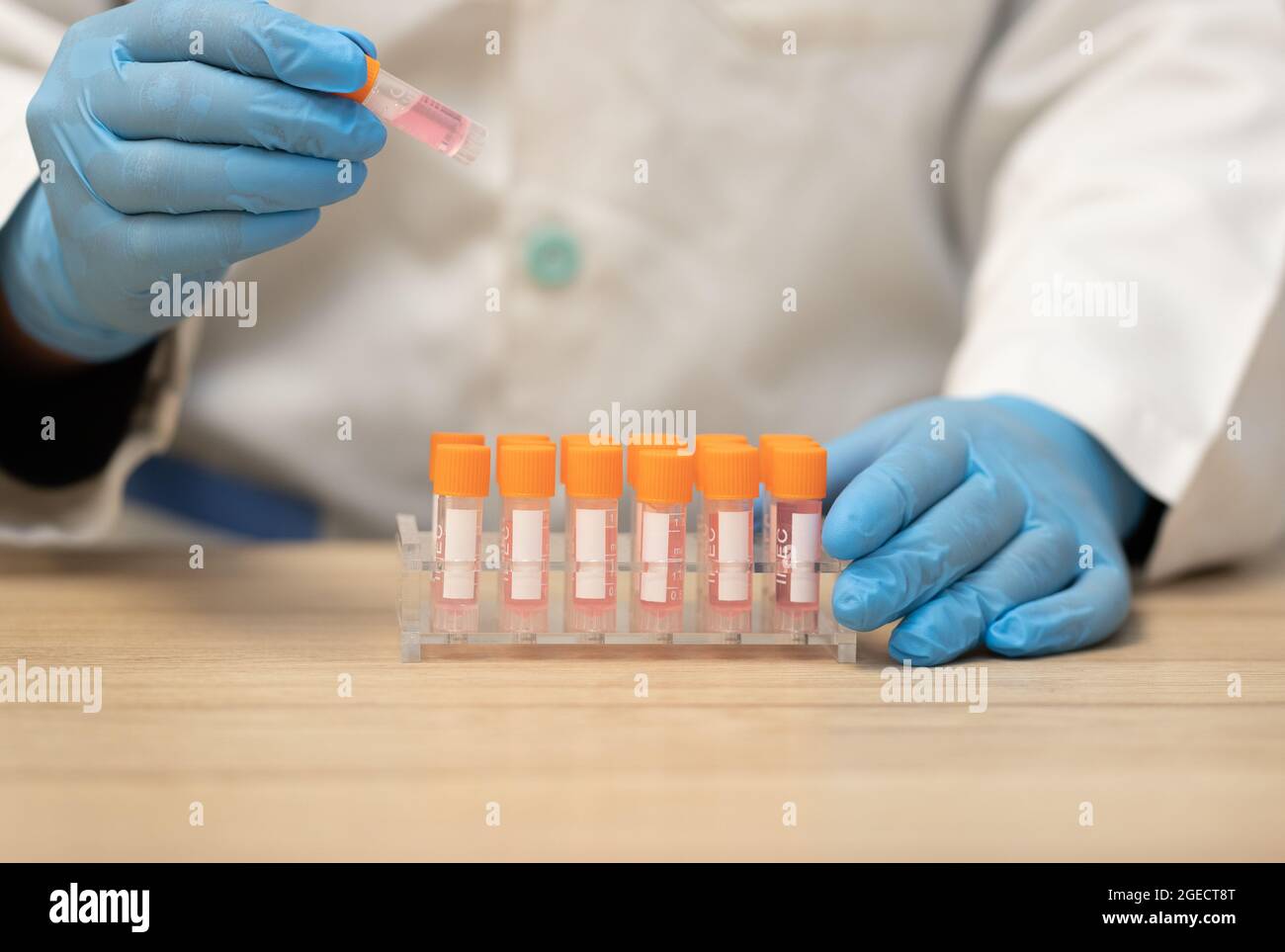 A laboratory technician holds a stand with laboratory freezing tubes in ...