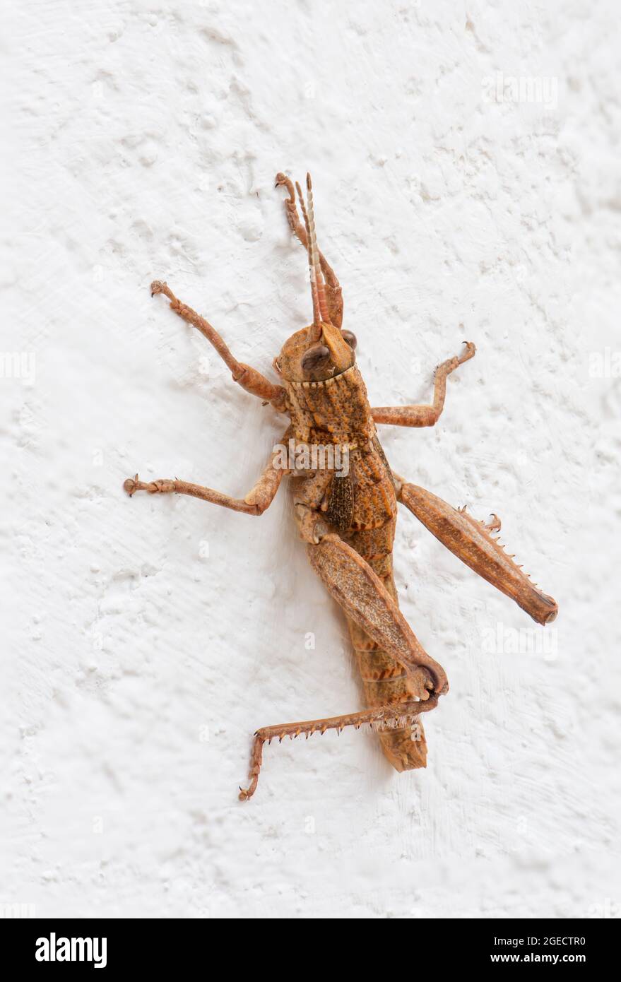 European locust hi-res stock photography and images - Alamy