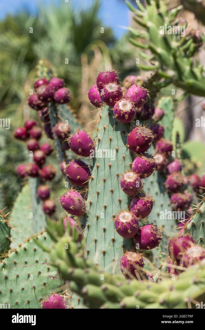 Barbarian fig hi-res stock photography and images - Alamy