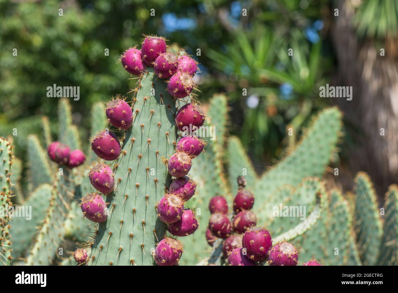 Barbary fig, Opuntia ficus-indica, Barbarian fig in Parque Paloma ...