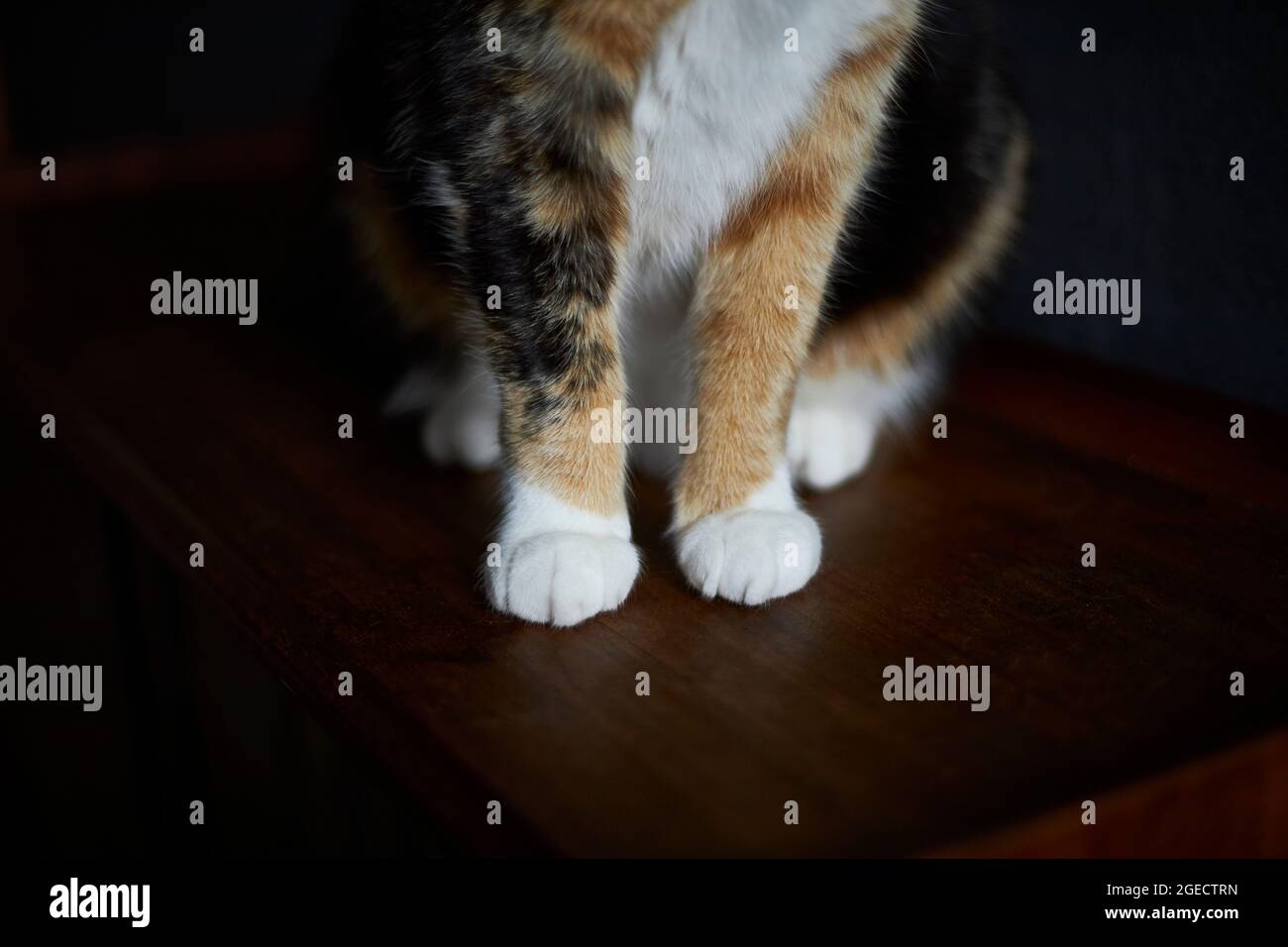 Cat paws and feline paws hi-res stock photography and images - Alamy