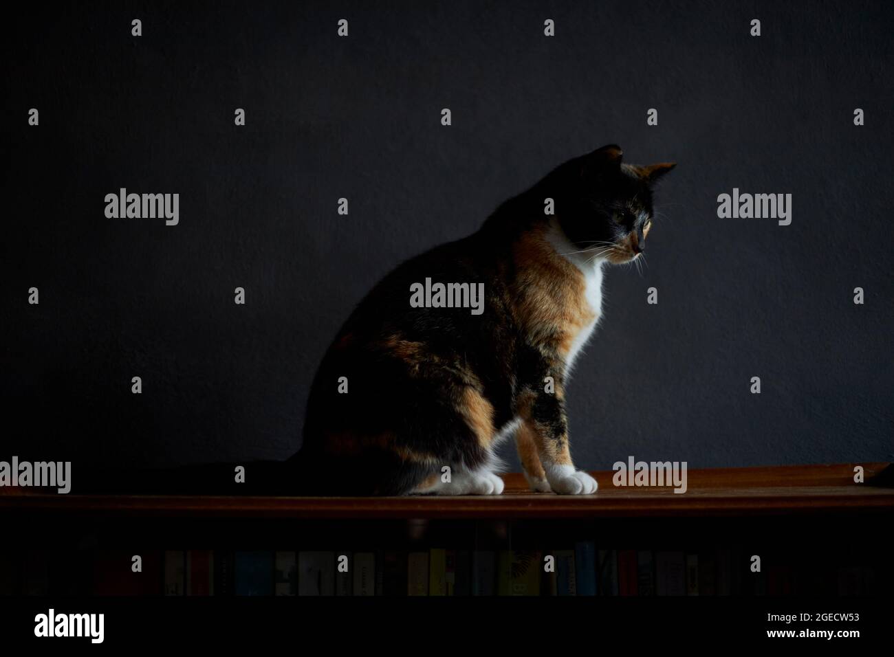 Side view portrait of domestic tortoise shell cat in wooden surface ...