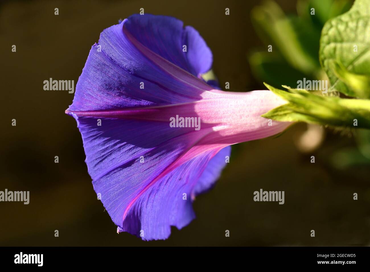 morning glory with flower, drug of the aztecs Stock Photo - Alamy