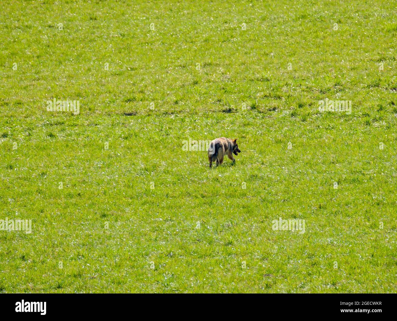 Dog standing in field on sunny day Stock Photo - Alamy