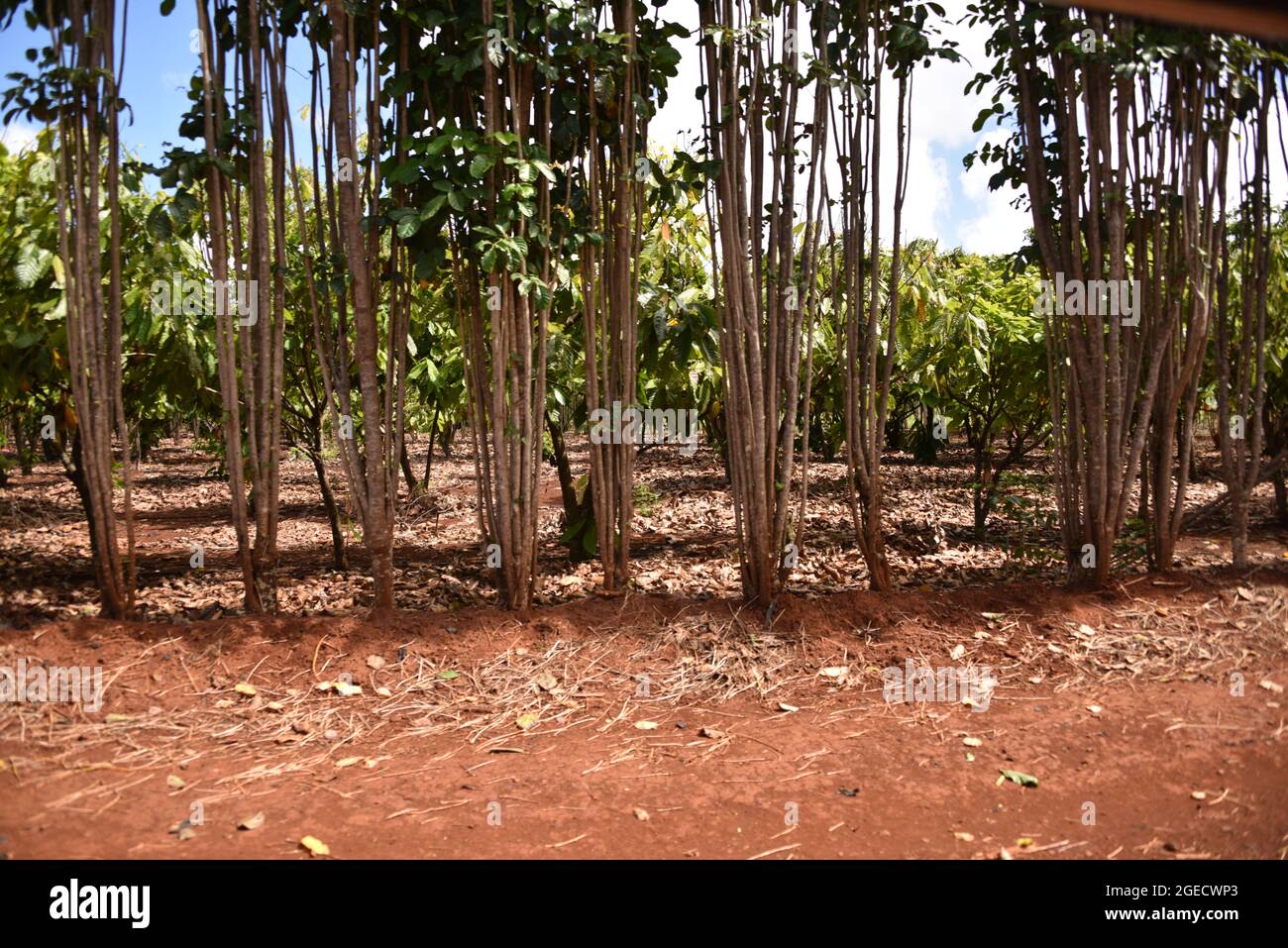 Oahu HI U.S.A. 6/3&6/2021. Dole Plantation. Gardens. Pineapple Express ...