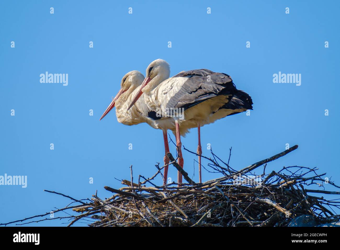 Couple of storks in nest in summer Stock Photo - Alamy