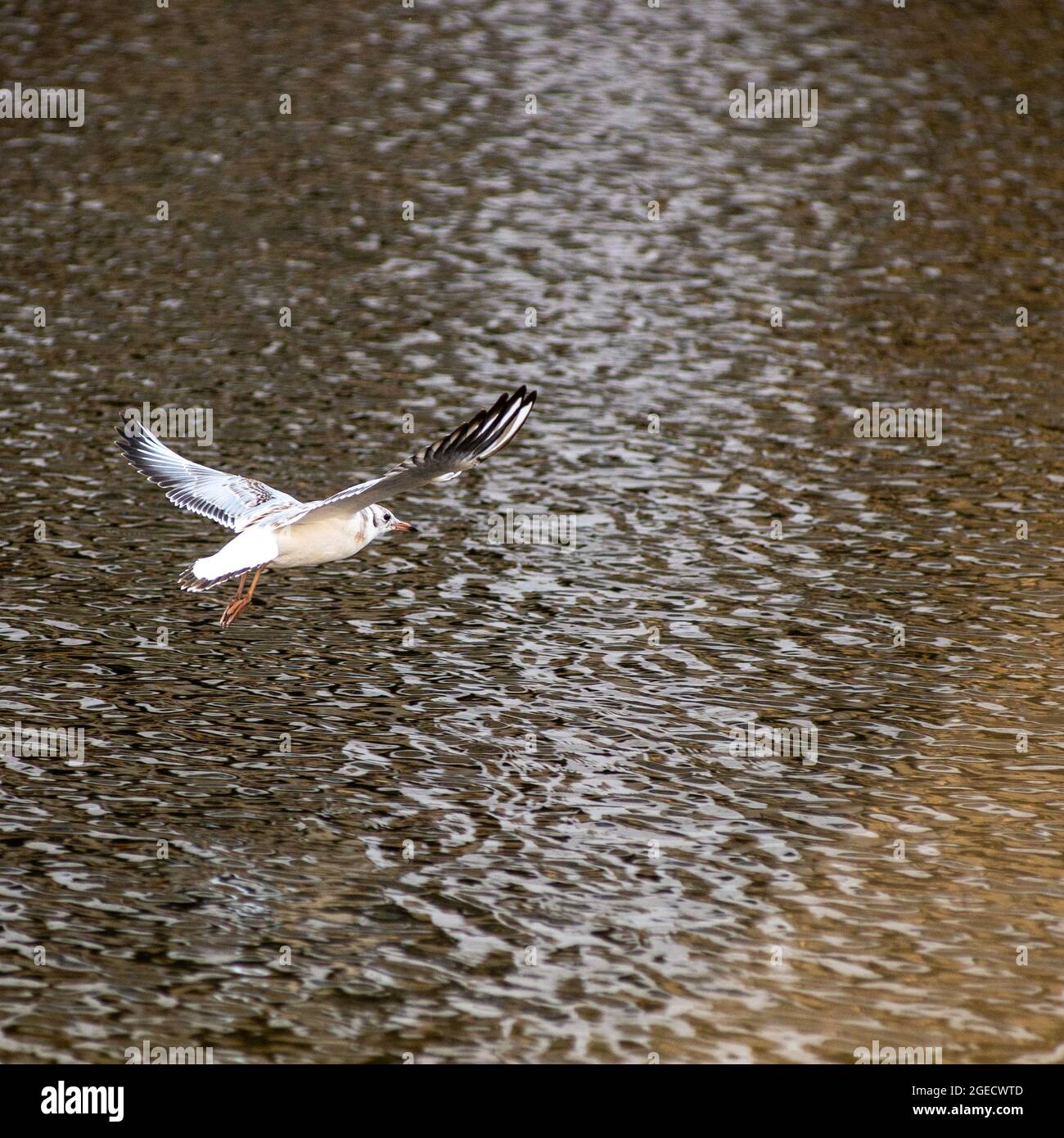 Flying low over water sunset hi-res stock photography and images - Alamy