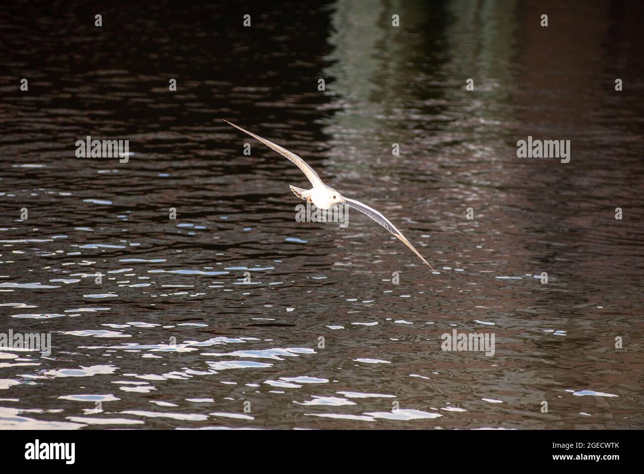 Seagull flying low over the water Stock Photo - Alamy