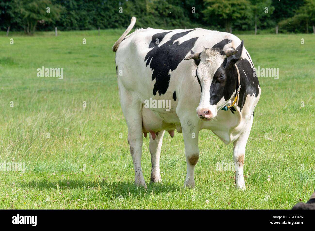 Milchkuhe hi-res stock photography and images - Alamy