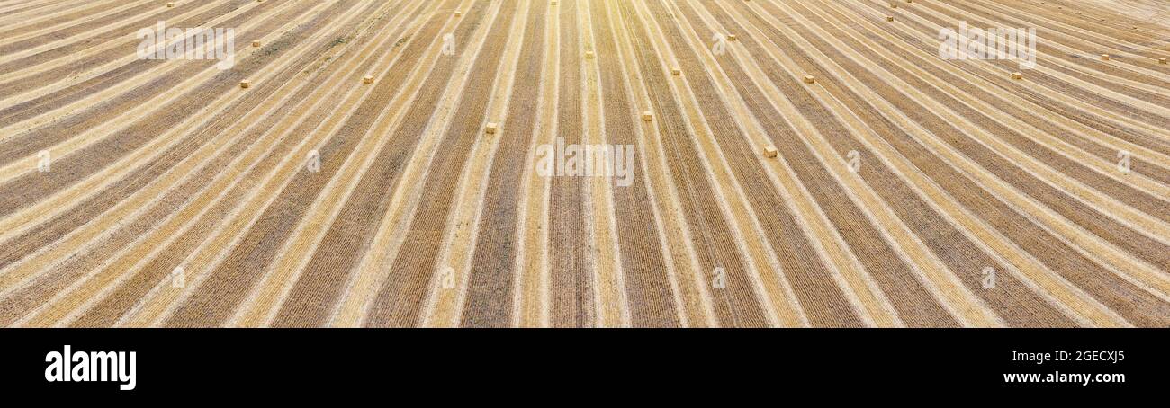 Wheat field with a stacks. Panorama Stock Photo - Alamy