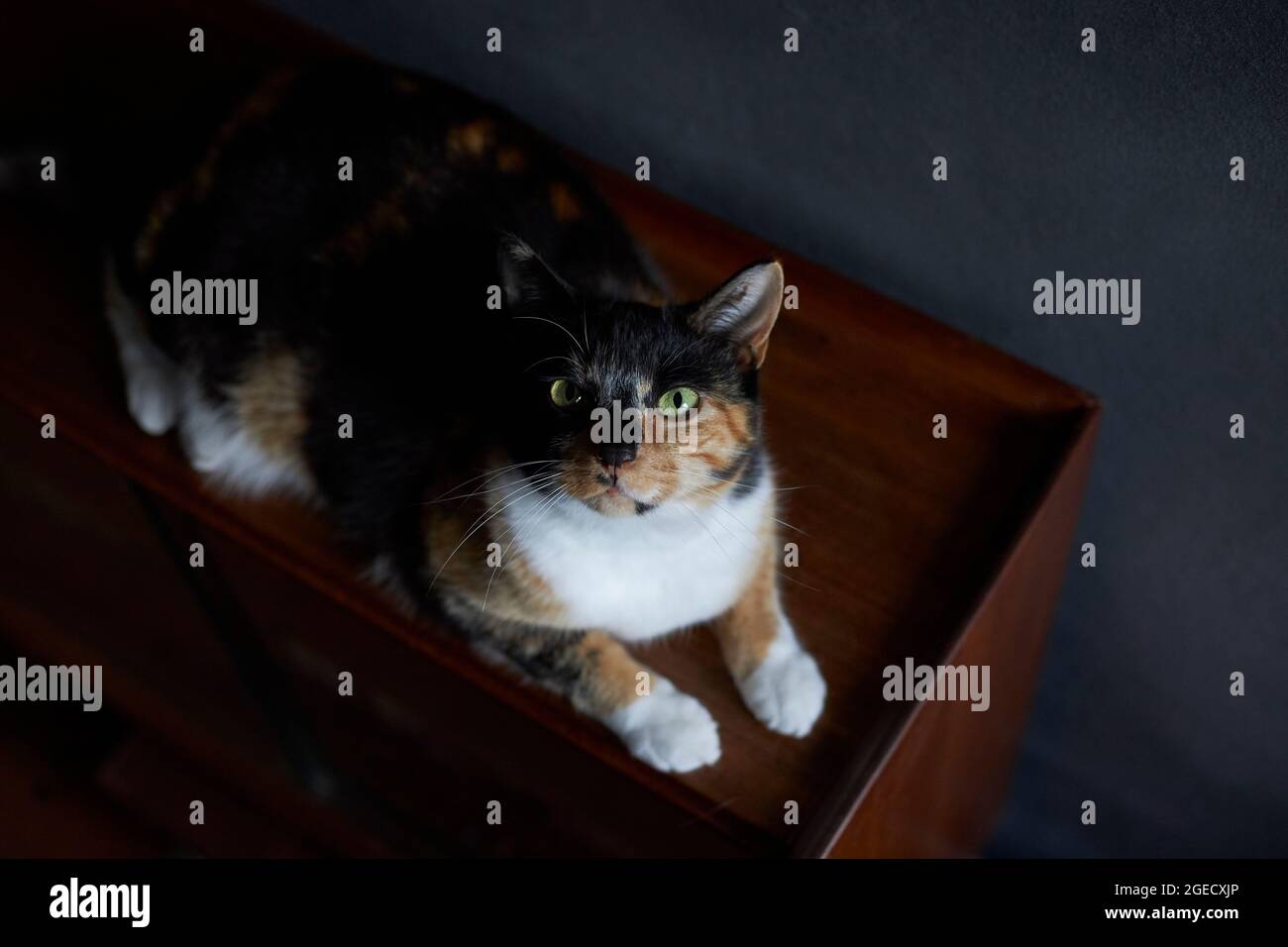 Top down view of tortoise shell domestic cat on wooden surface Stock ...