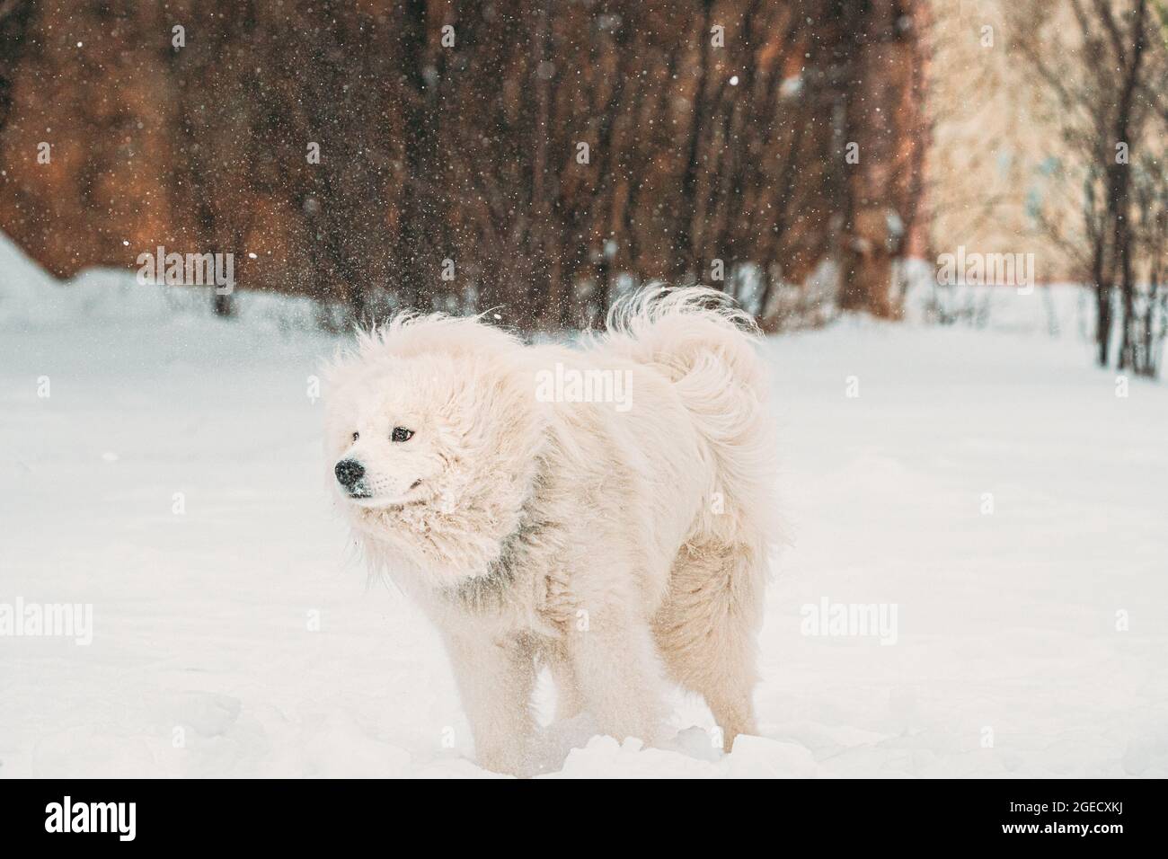 Shaking off snow hi-res stock photography and images - Alamy