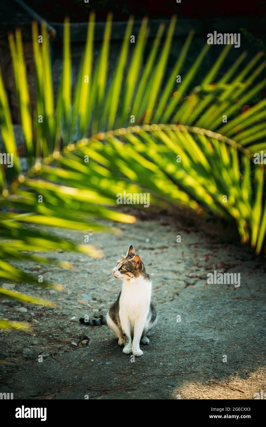 Funny Young Cat Sitting Under Palm Branches In Summer Garden Stock ...