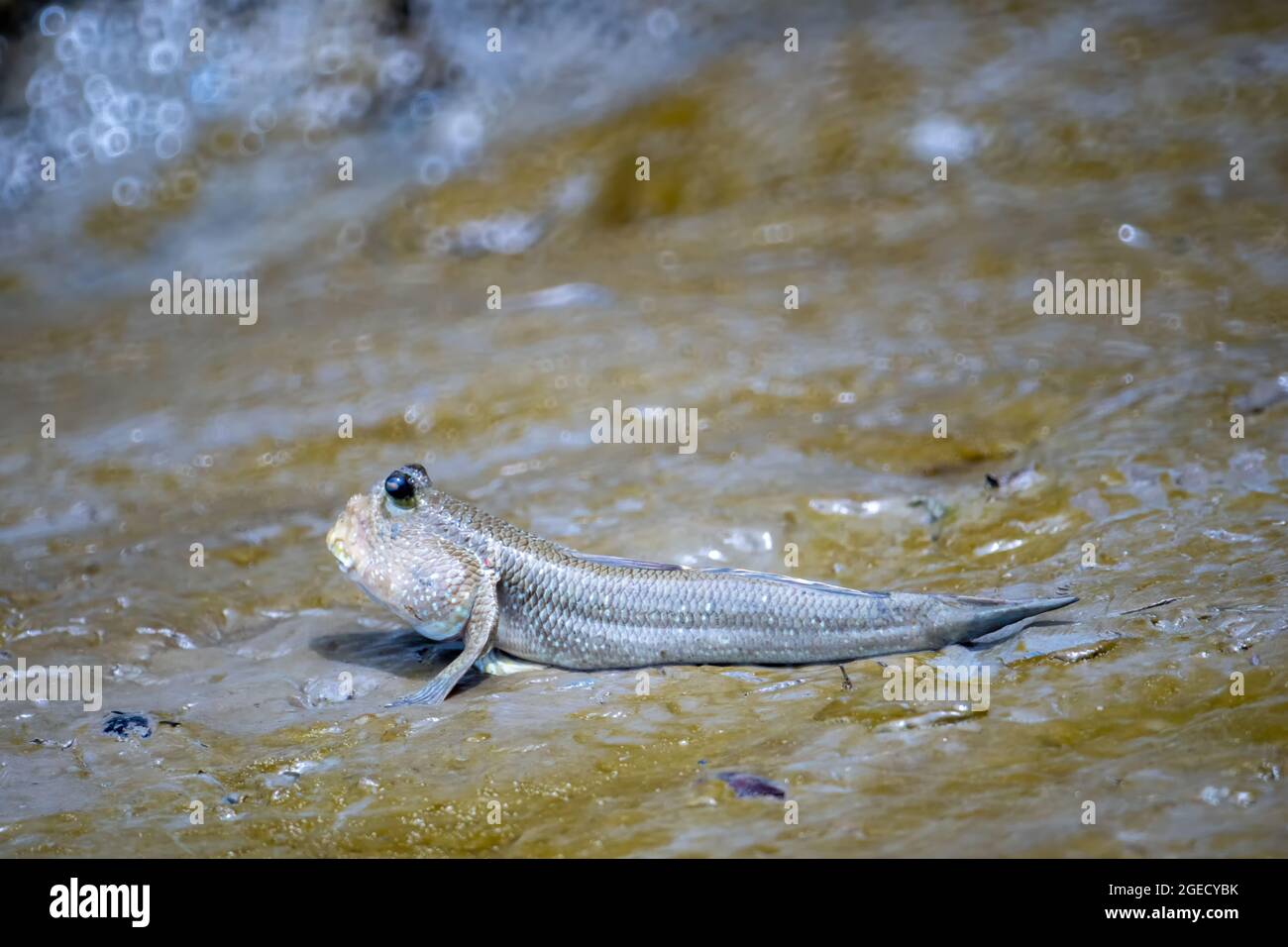 Boleophthalmus boddart hi-res stock photography and images - Alamy