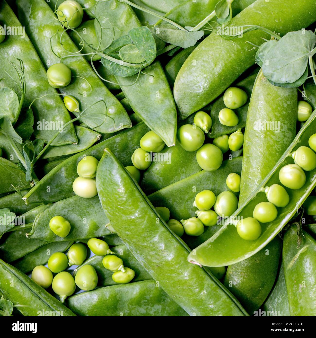 Young green pea Stock Photo - Alamy