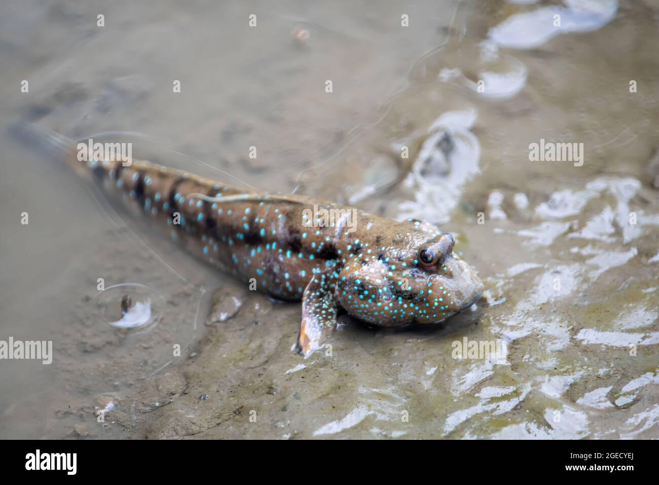 Boleophthalmus boddart hi-res stock photography and images - Alamy