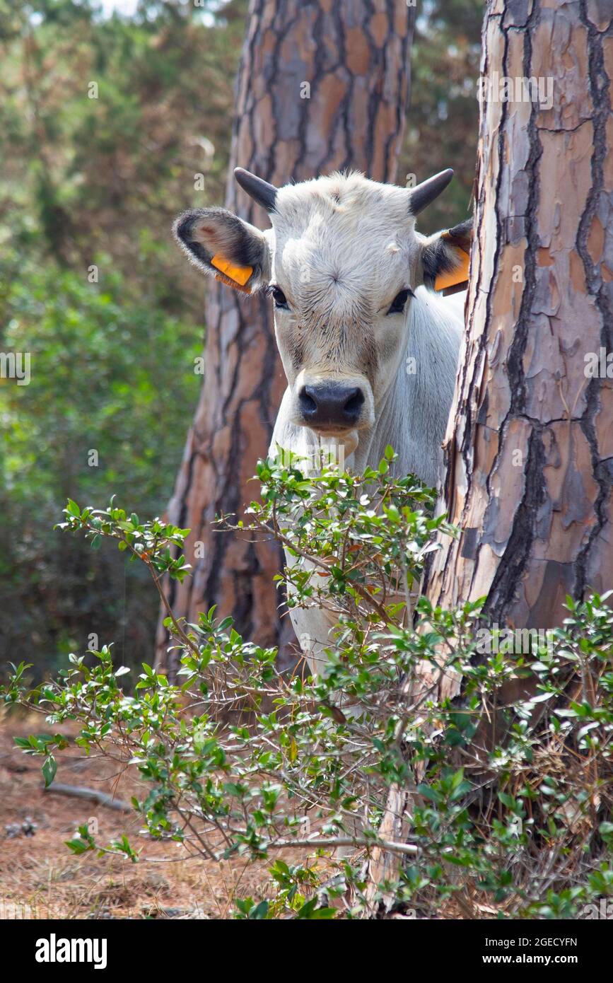 white cow of Maremma breed peeps out from behind a tree Stock Photo - Alamy