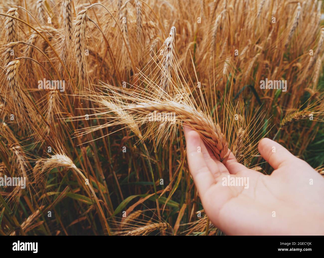 Corn Agriculture Fields for Sustainable Future Stock Photo - Alamy