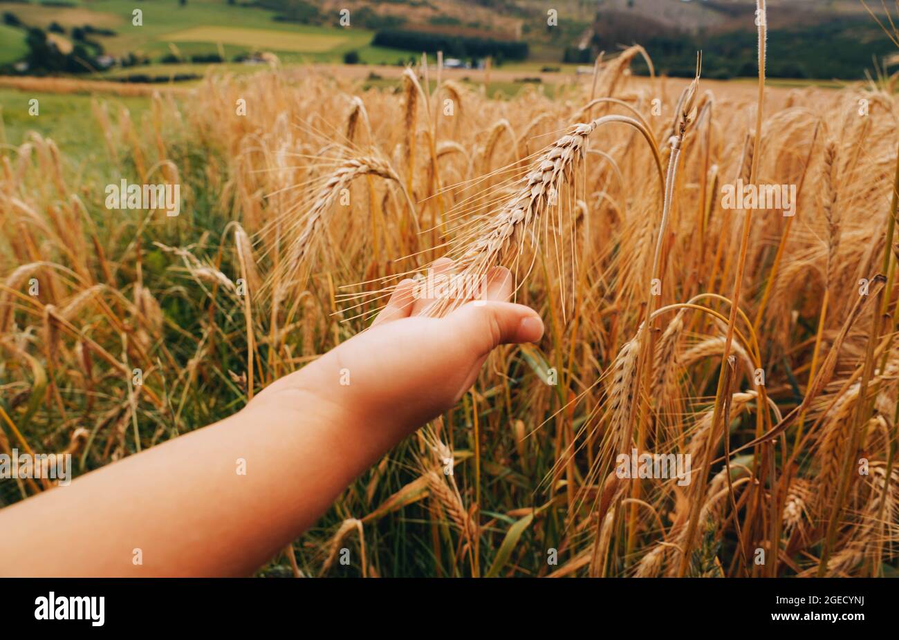 Corn Agriculture Fields for Sustainable Future Stock Photo - Alamy