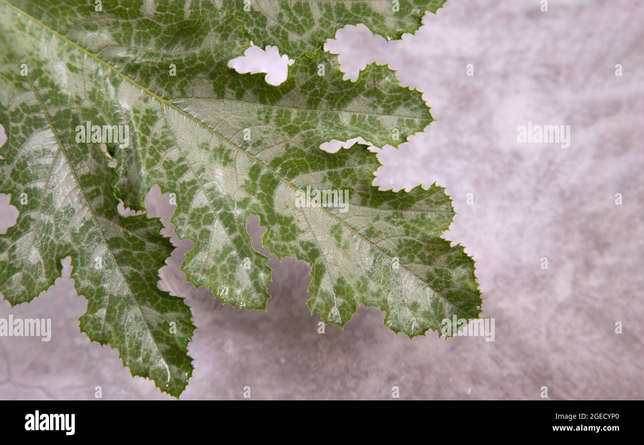 Zucchini leaf hi-res stock photography and images - Alamy