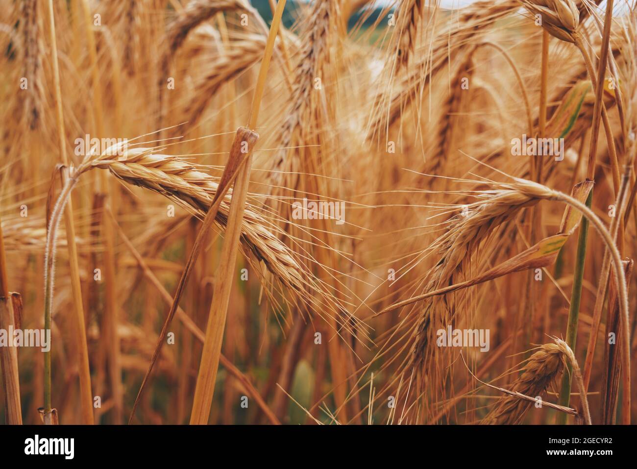 Corn Agriculture Fields for Sustainable Future Stock Photo - Alamy