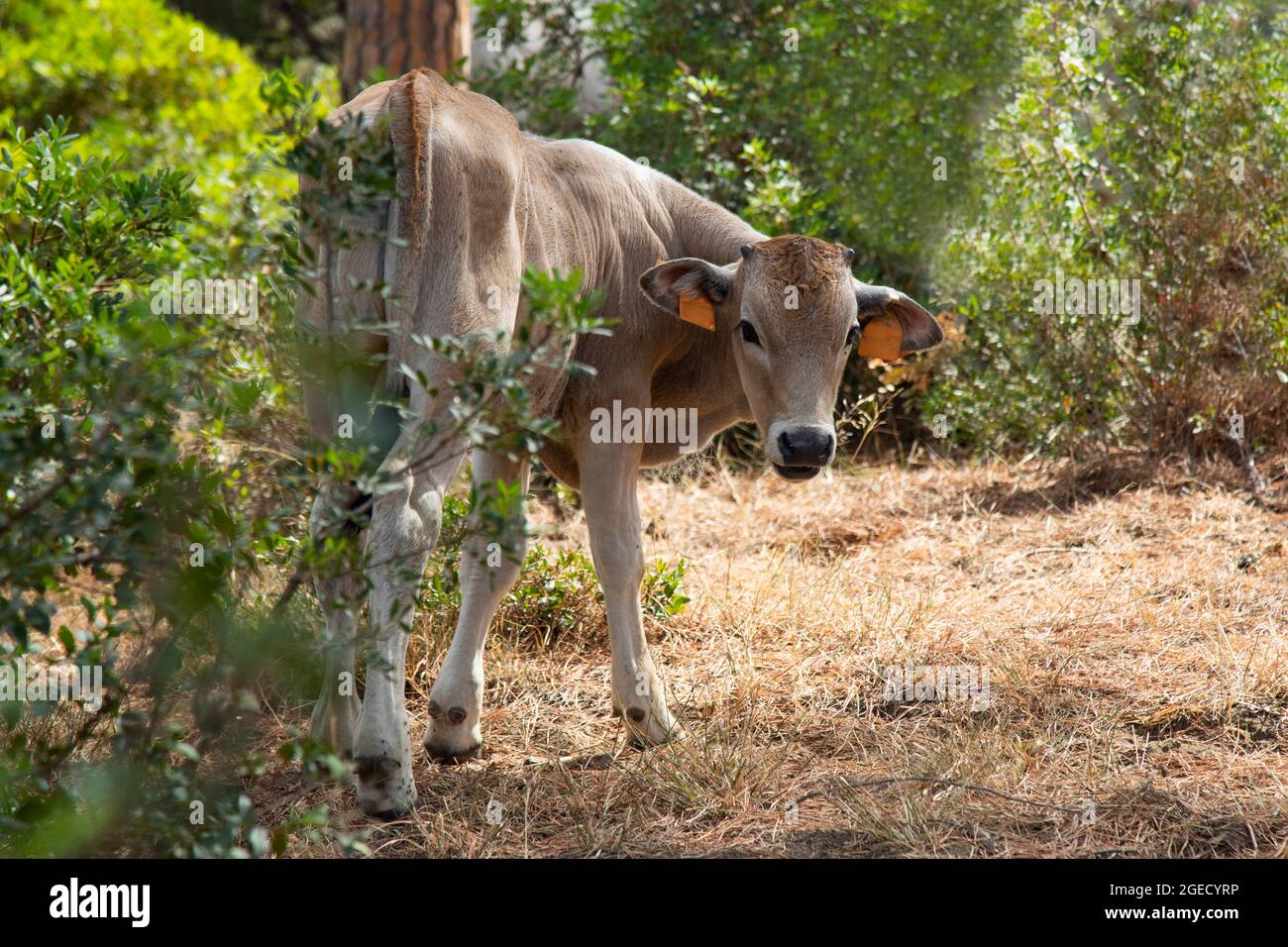 calf of Maremma cow grazes in a pine fores Stock Photo - Alamy