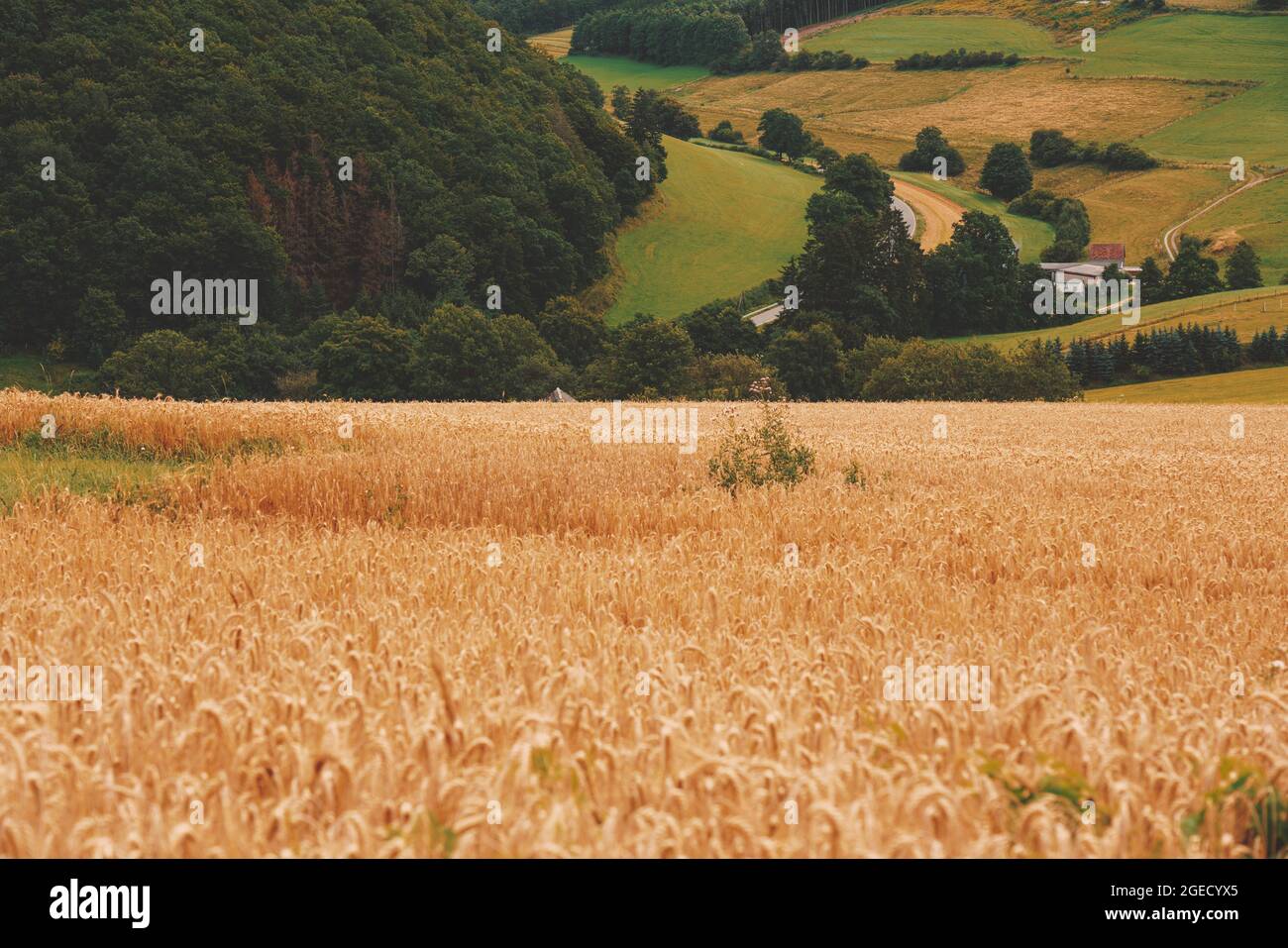 Corn Agriculture Fields for Sustainable Future Stock Photo - Alamy