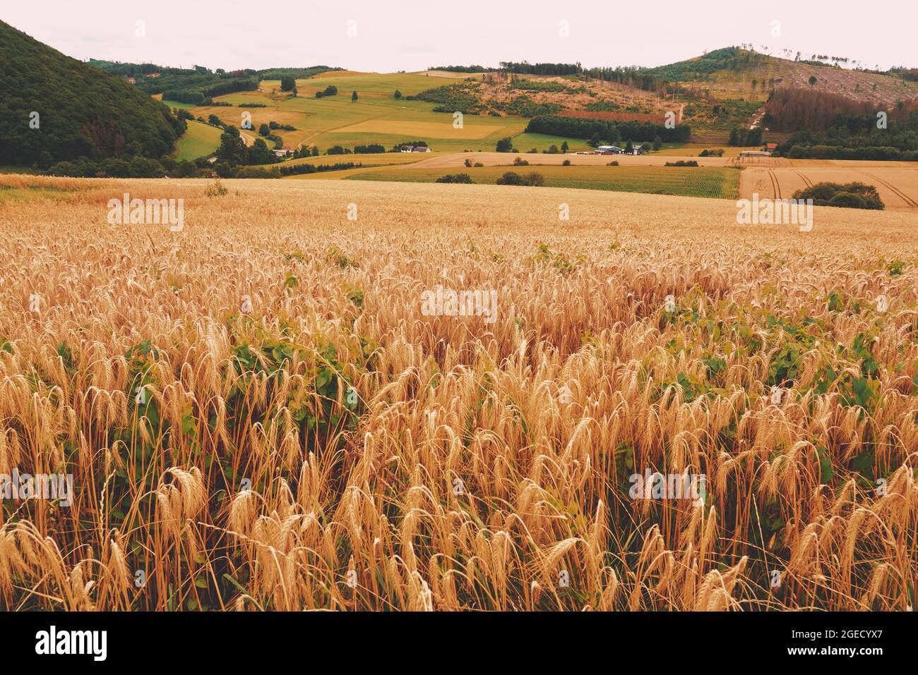 Corn Agriculture Fields for Sustainable Future Stock Photo - Alamy