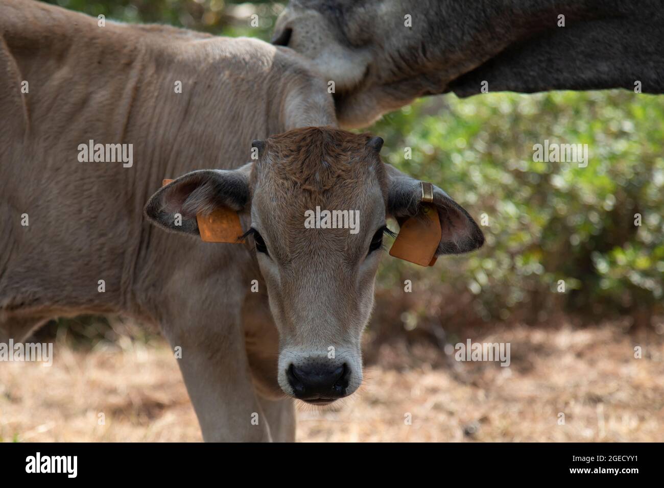 calf of Maremma cow grazes in a pine fores Stock Photo - Alamy