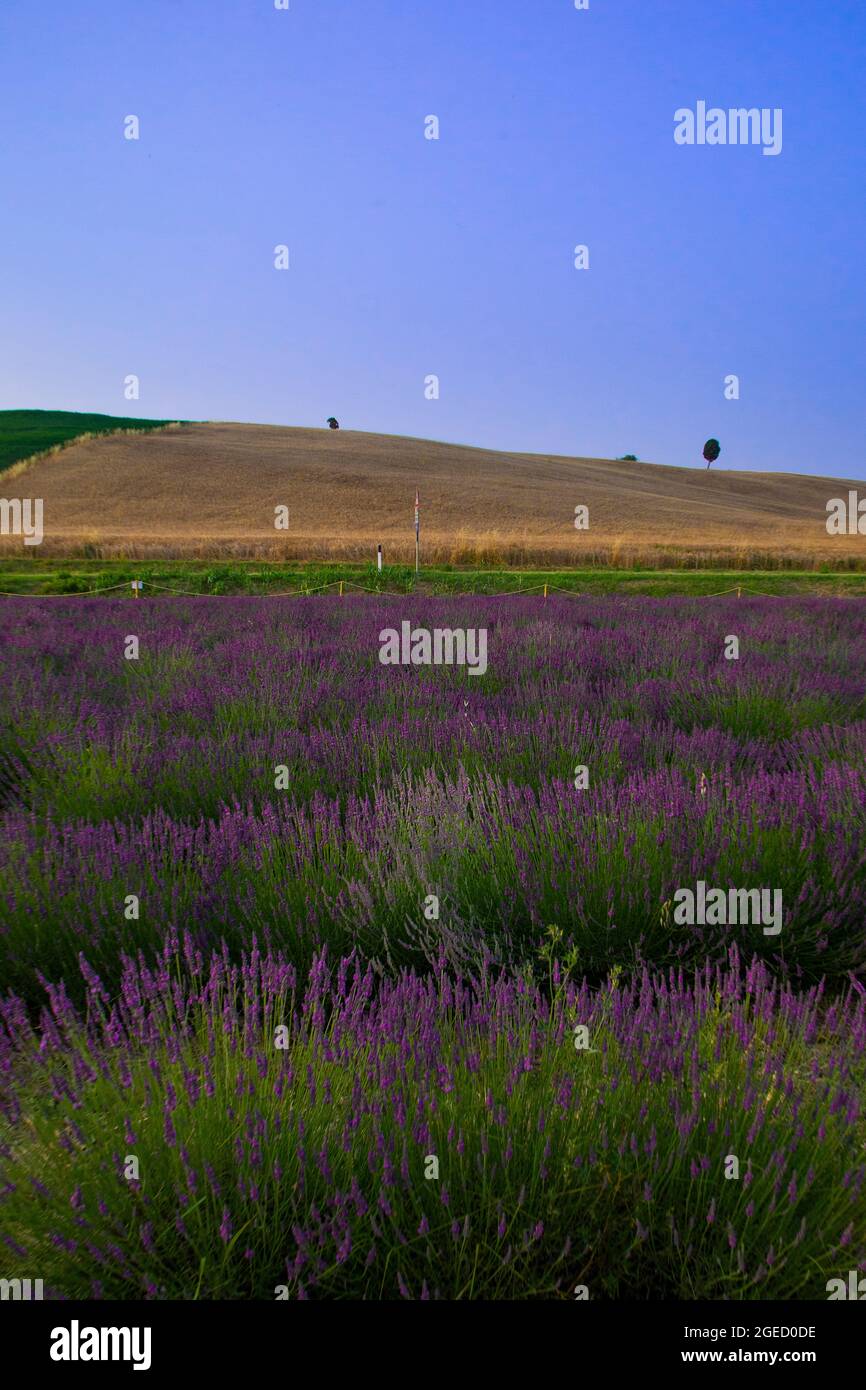 lavender field in Tuscany Santa Luce Stock Photo - Alamy