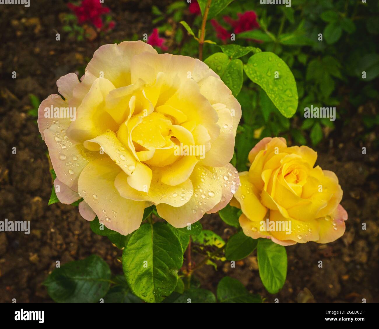 English roses in bloom Stock Photo - Alamy