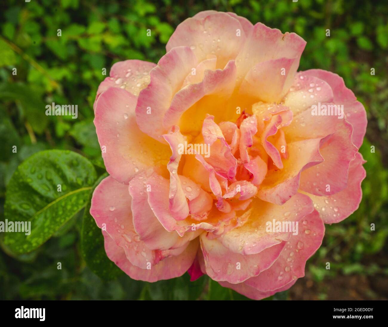 Roses burst hi-res stock photography and images - Alamy