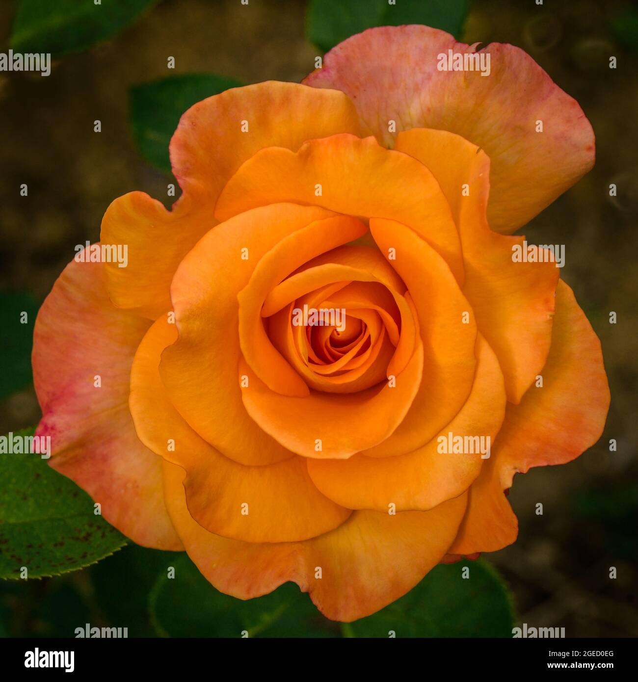 Roses burst hi-res stock photography and images - Alamy