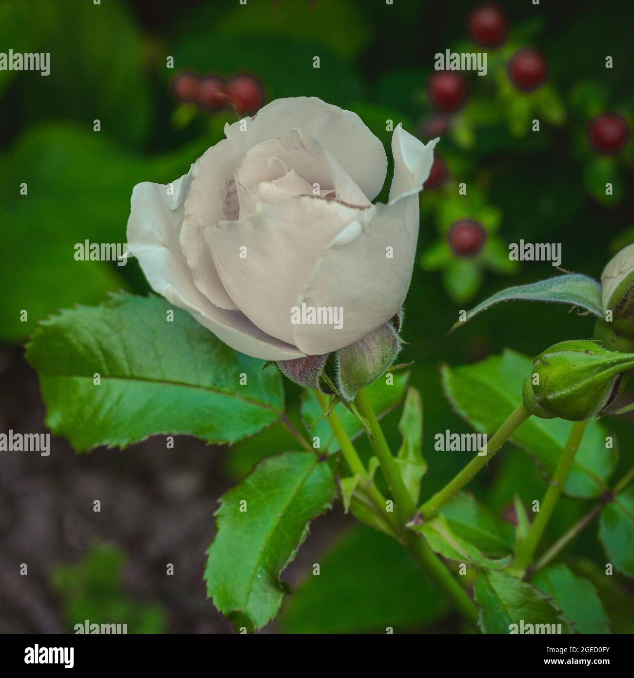 Roses burst hi-res stock photography and images - Alamy