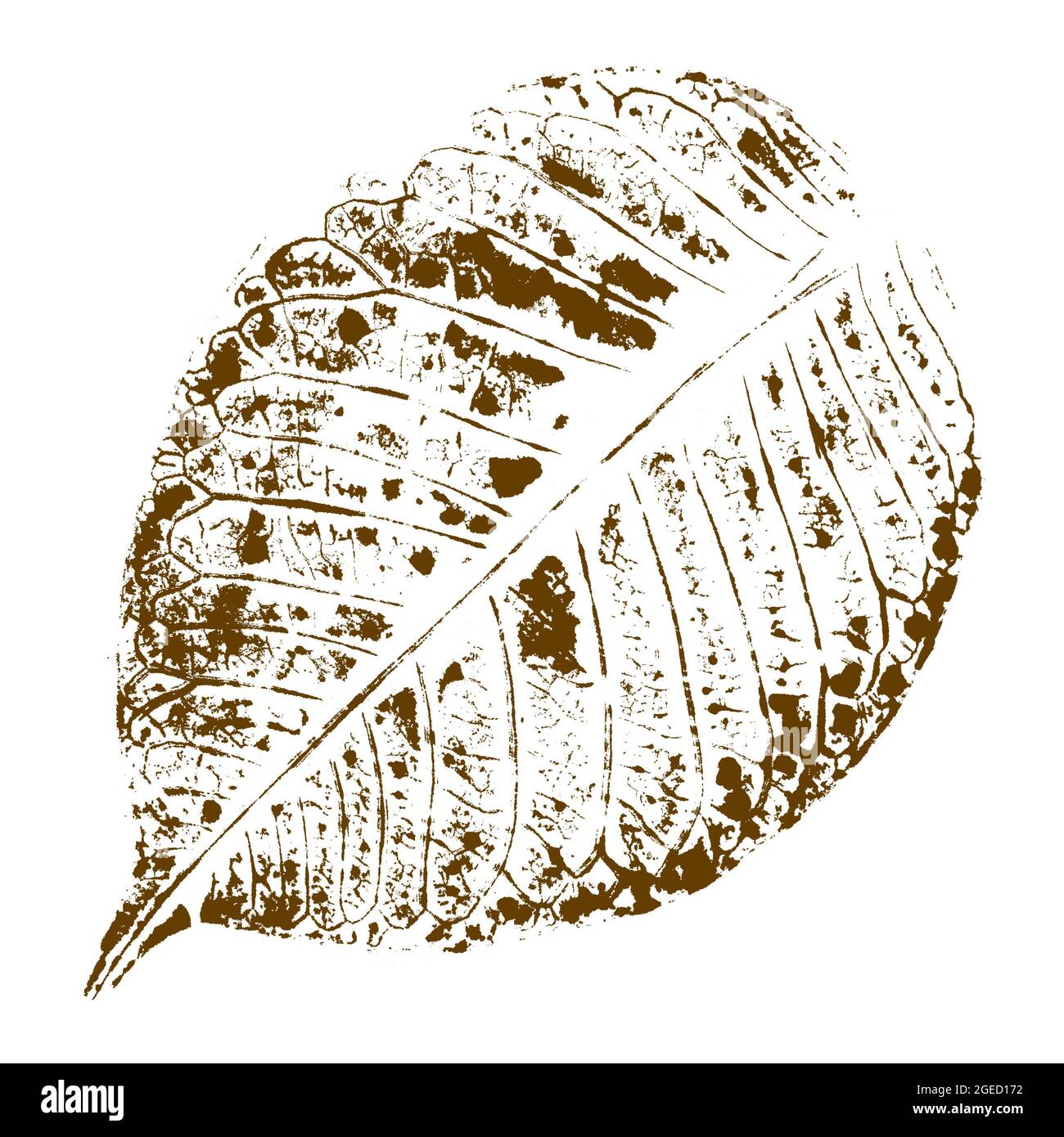 Leaf textures Cut Out Stock Images & Pictures - Alamy