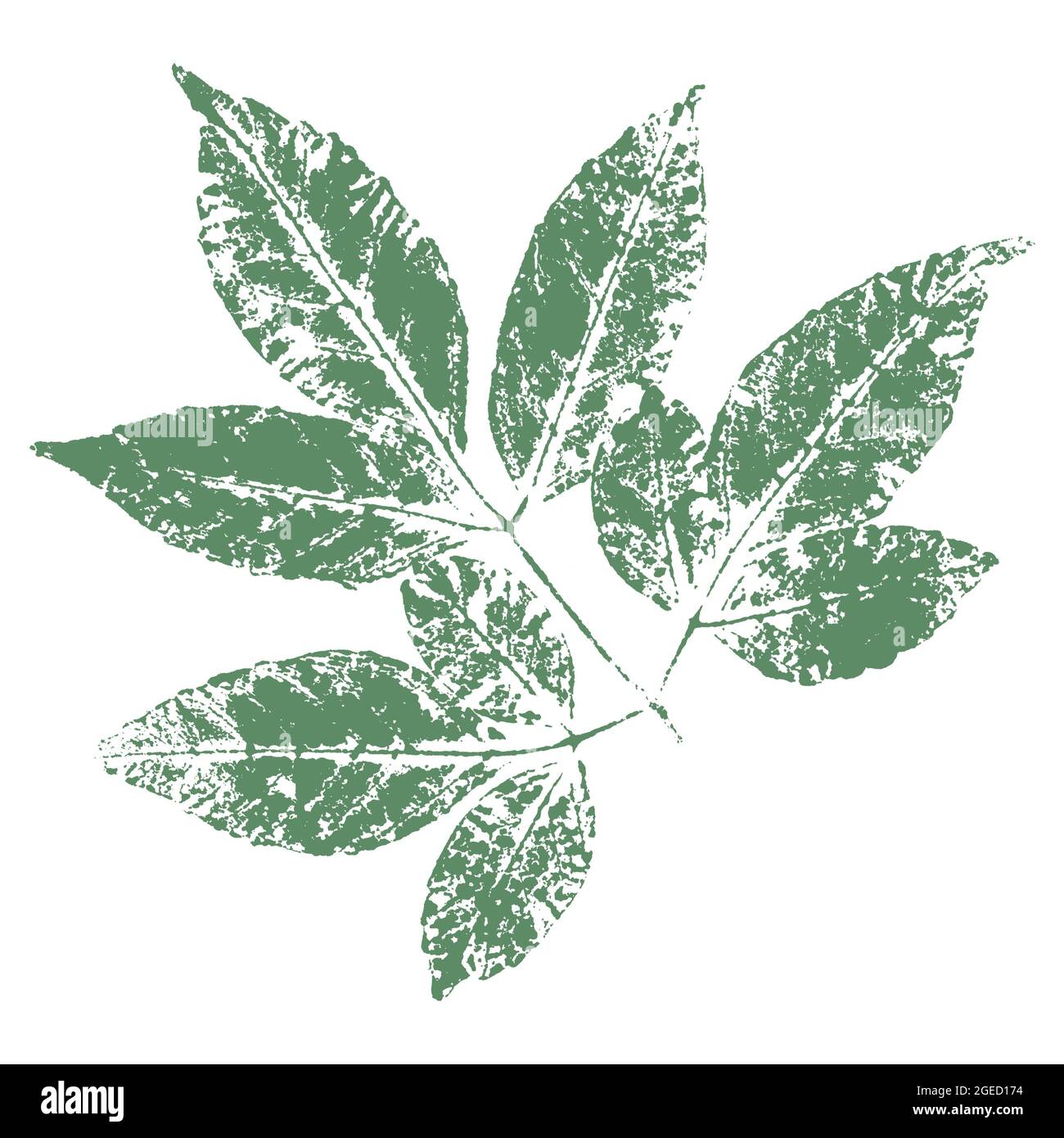 Original hand made leaf stamp, unique nature print Stock Photo - Alamy