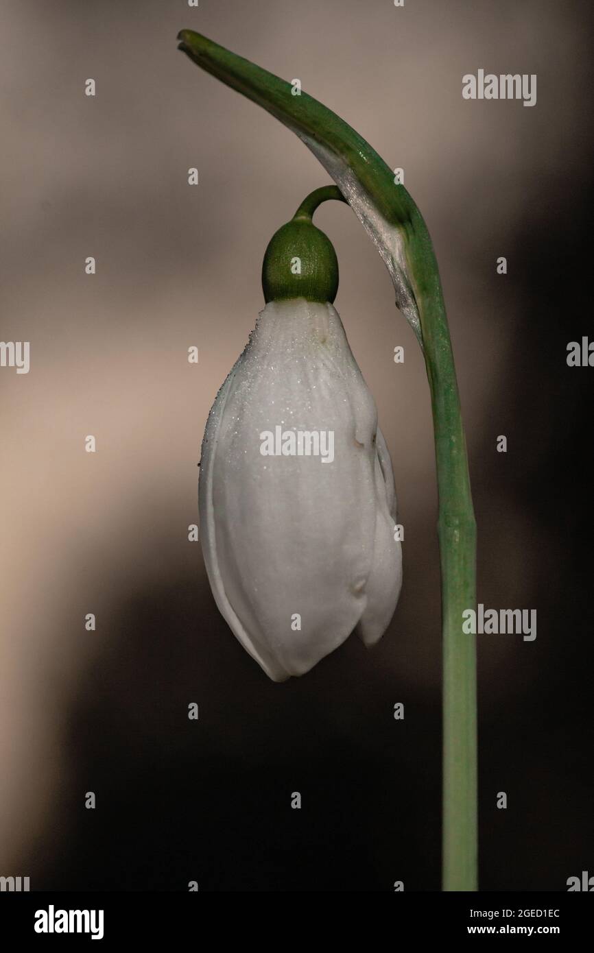A portrait of a snowdrop (Galanthus nivalis) growing in the wood at ...