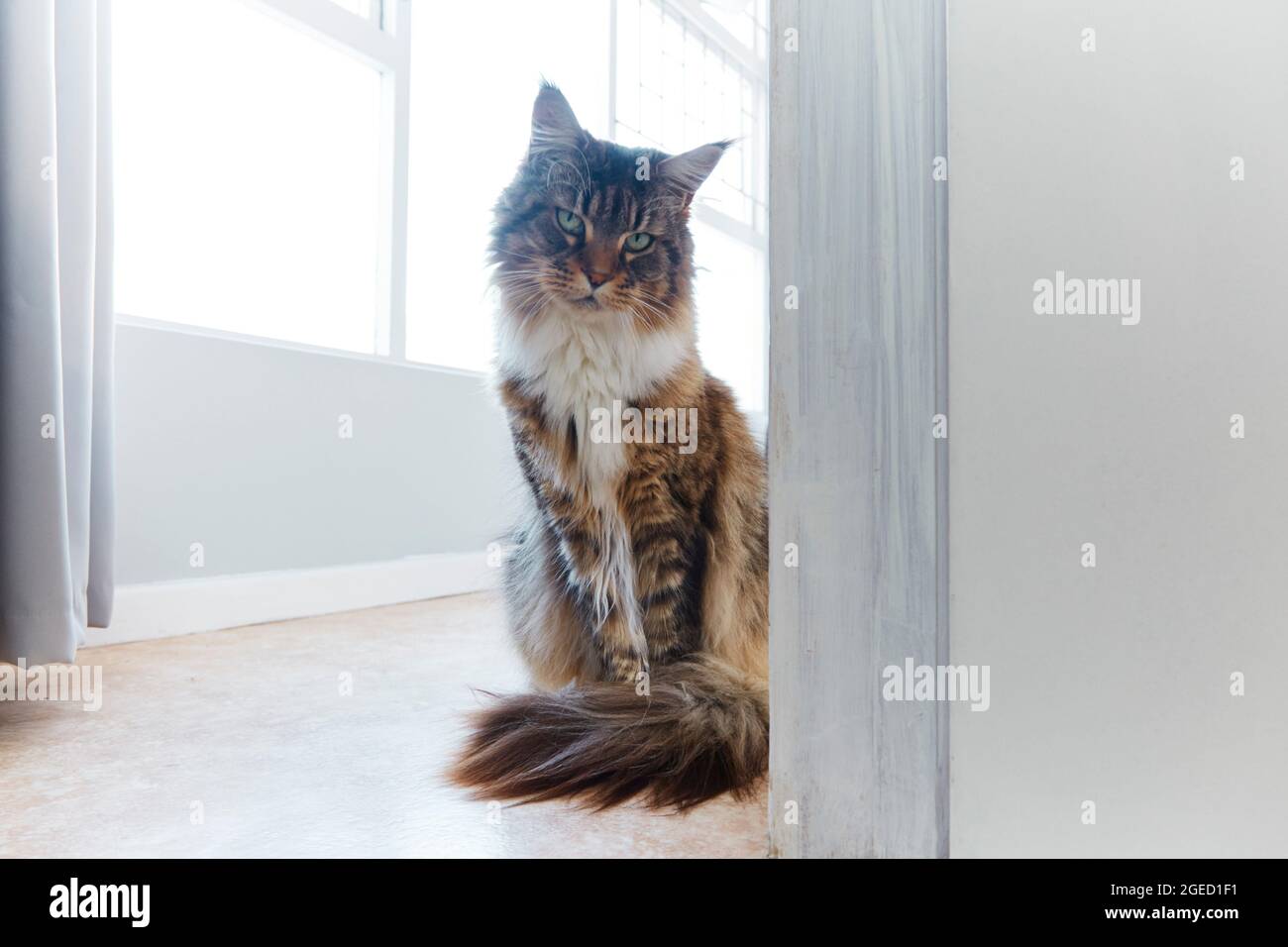 Big beautiful Maine Coon cat sitting Stock Photo - Alamy