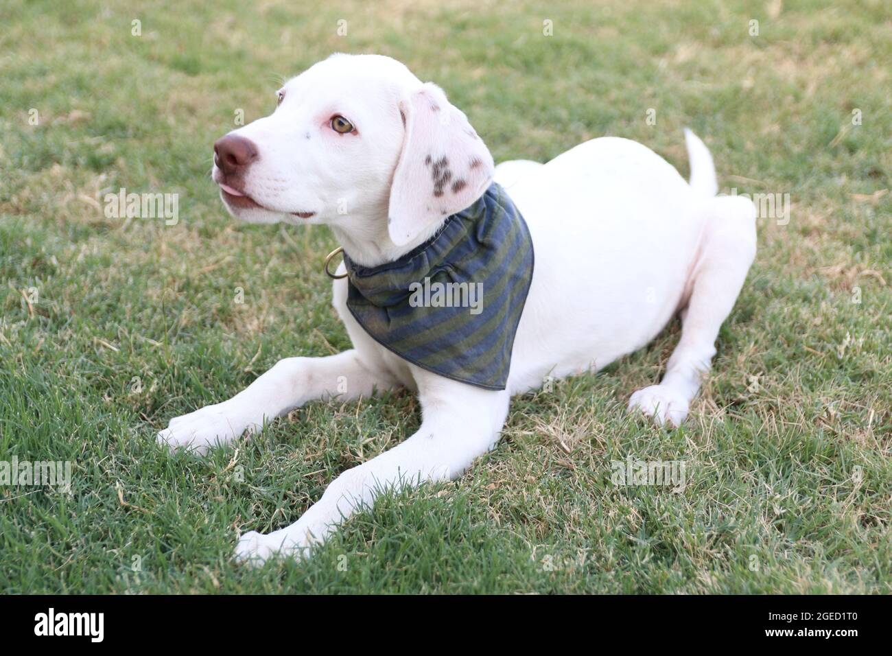 DALLAS, UNITED STATES - Sep 17, 2017: Close up of a white purebred ...
