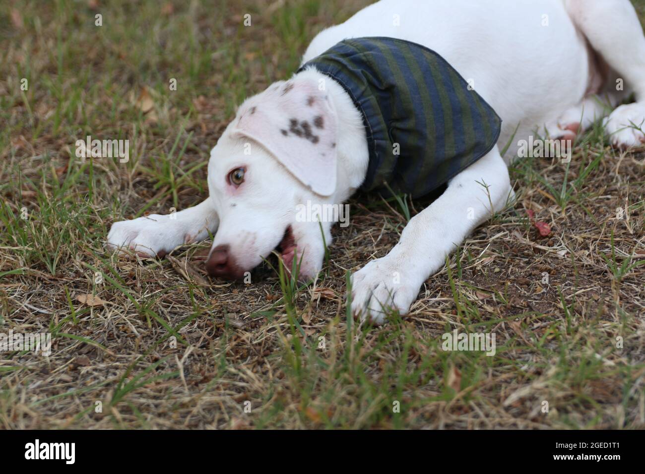 DALLAS, UNITED STATES - Sep 17, 2017: Close up of a white purebred ...