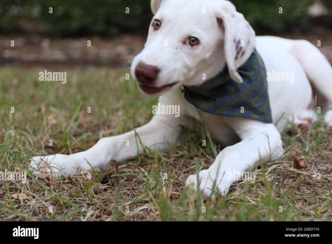 DALLAS, UNITED STATES - Sep 17, 2017: Close up of a white purebred ...