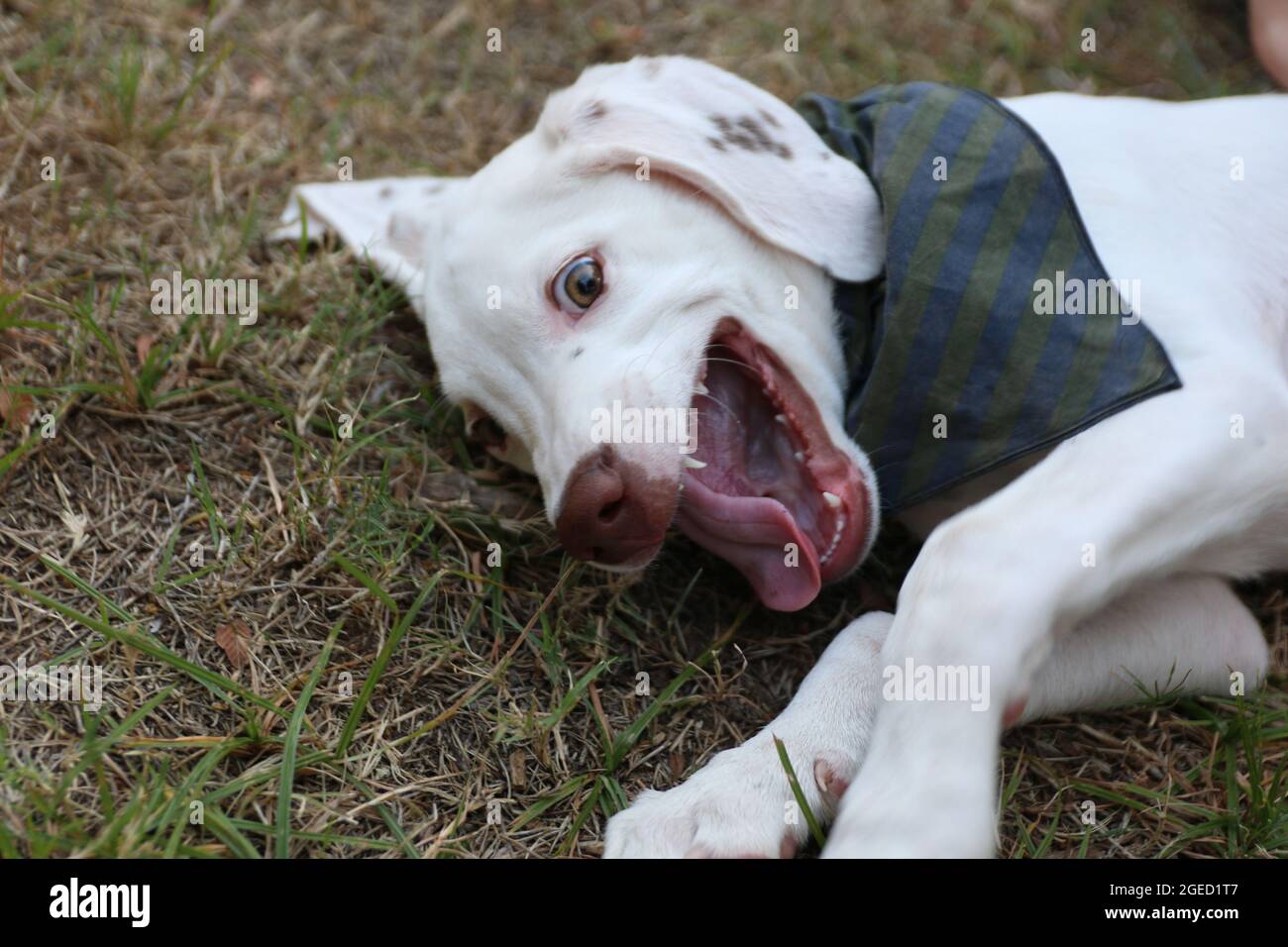 DALLAS, UNITED STATES - Sep 17, 2017: Close up of a white purebred ...