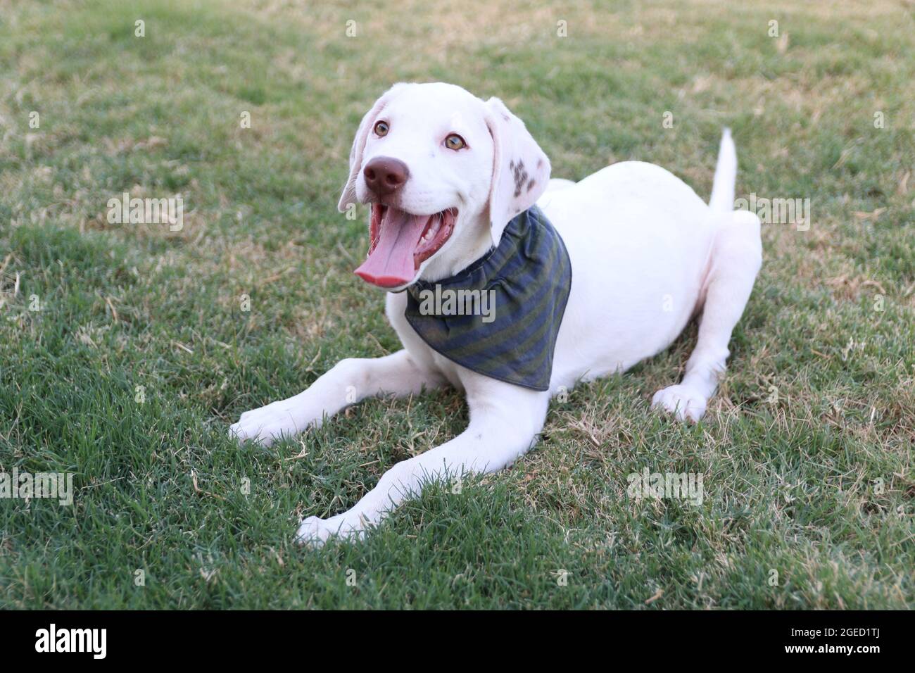 DALLAS, UNITED STATES - Sep 17, 2017: Close up of a white purebred ...