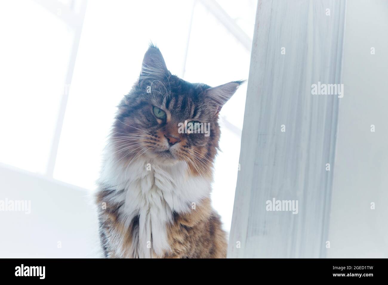 Closeup portrait of big beautiful Maine Coon cat sitting Stock Photo ...
