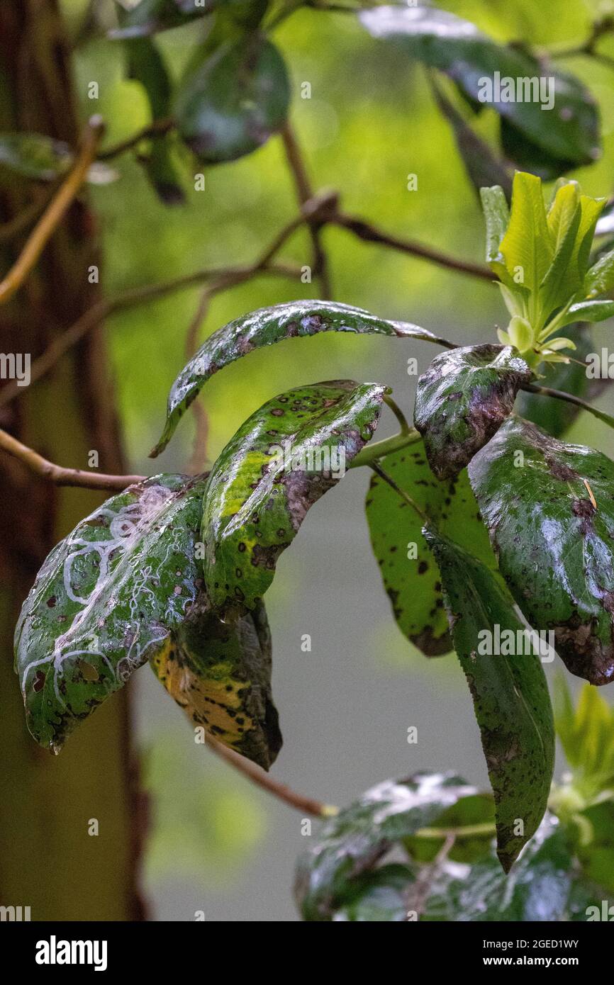 tangle of madrone branches with withering leaves in the rain Stock ...