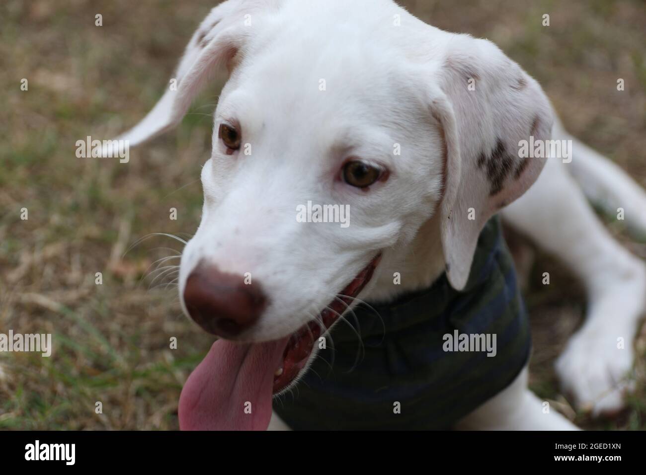 DALLAS, UNITED STATES - Sep 17, 2017: Close up of a white purebred ...