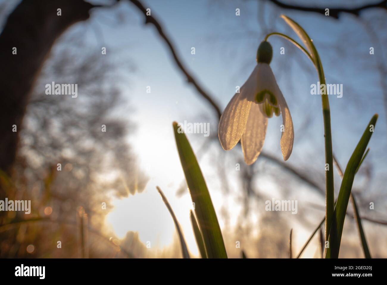 Wide angle photo of a snowdrop (Galanthus nivalis) growing in the ...