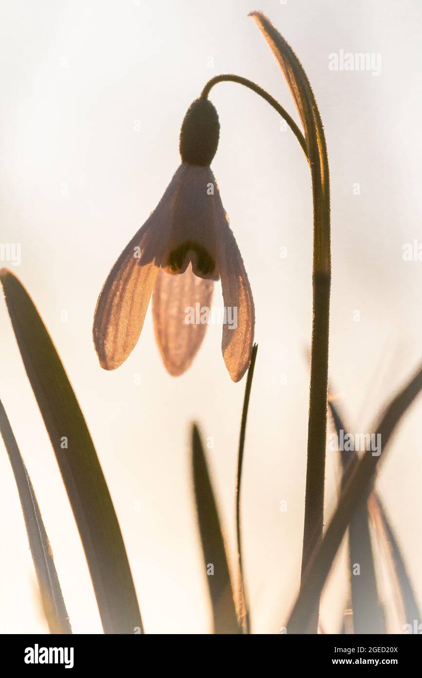Snowdrop flower (Galanthus nivalis) with the sun rising behind at the ...