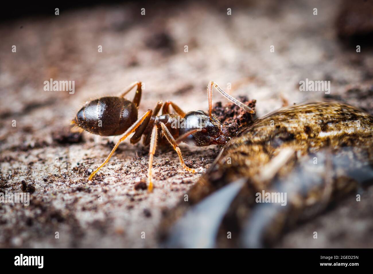 On a tree stump a wood ant (Formica sp) feeds. At Woodwalton Fen ...